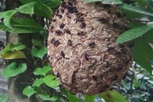 Kebakaran Hutan Gunung Slamet Sebabkan Tawon Gung Bersarang di Rumah ...